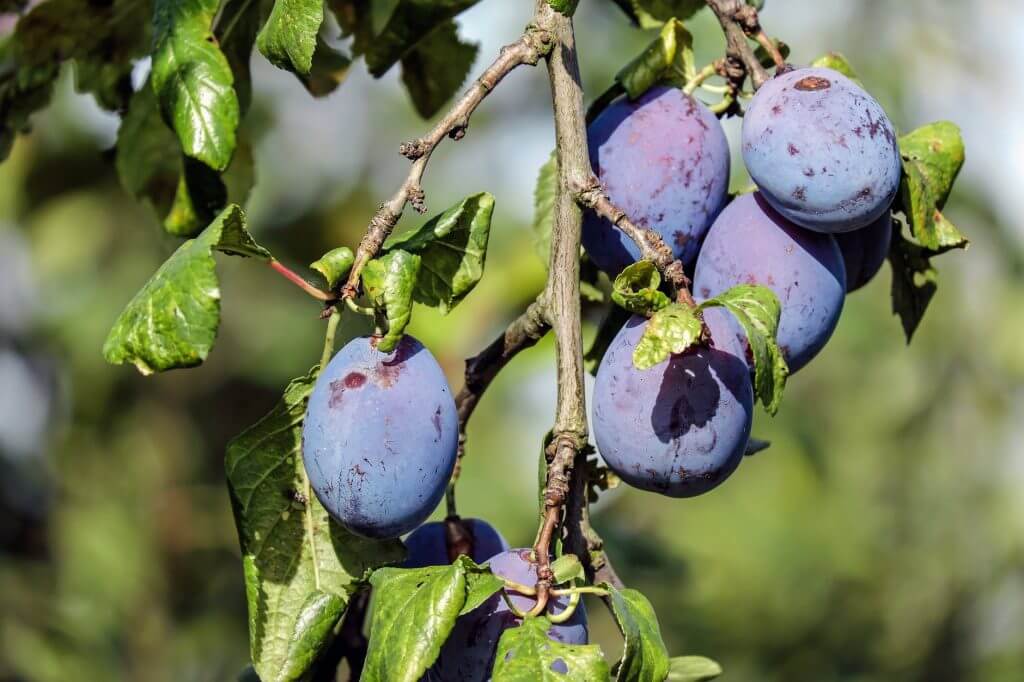 Growing Fruit Trees in Virginia - 🚜 Virginia Farms for Sale